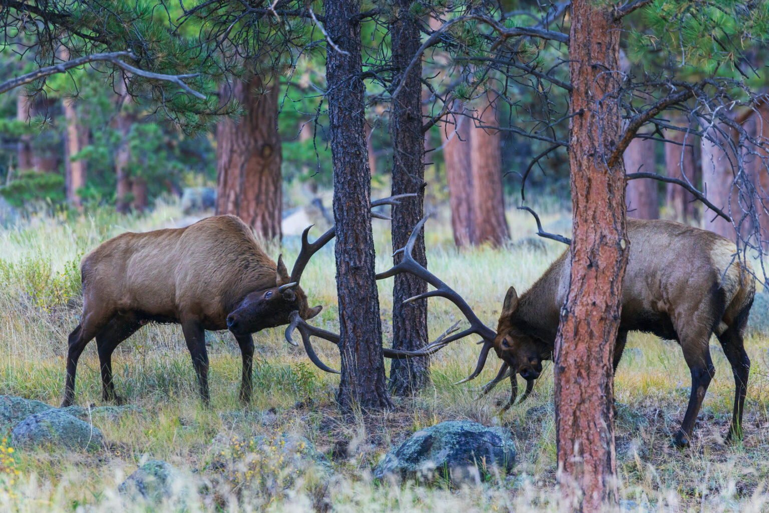 Read the Room: Understand Elk to Find More Bowhunting Success this ...