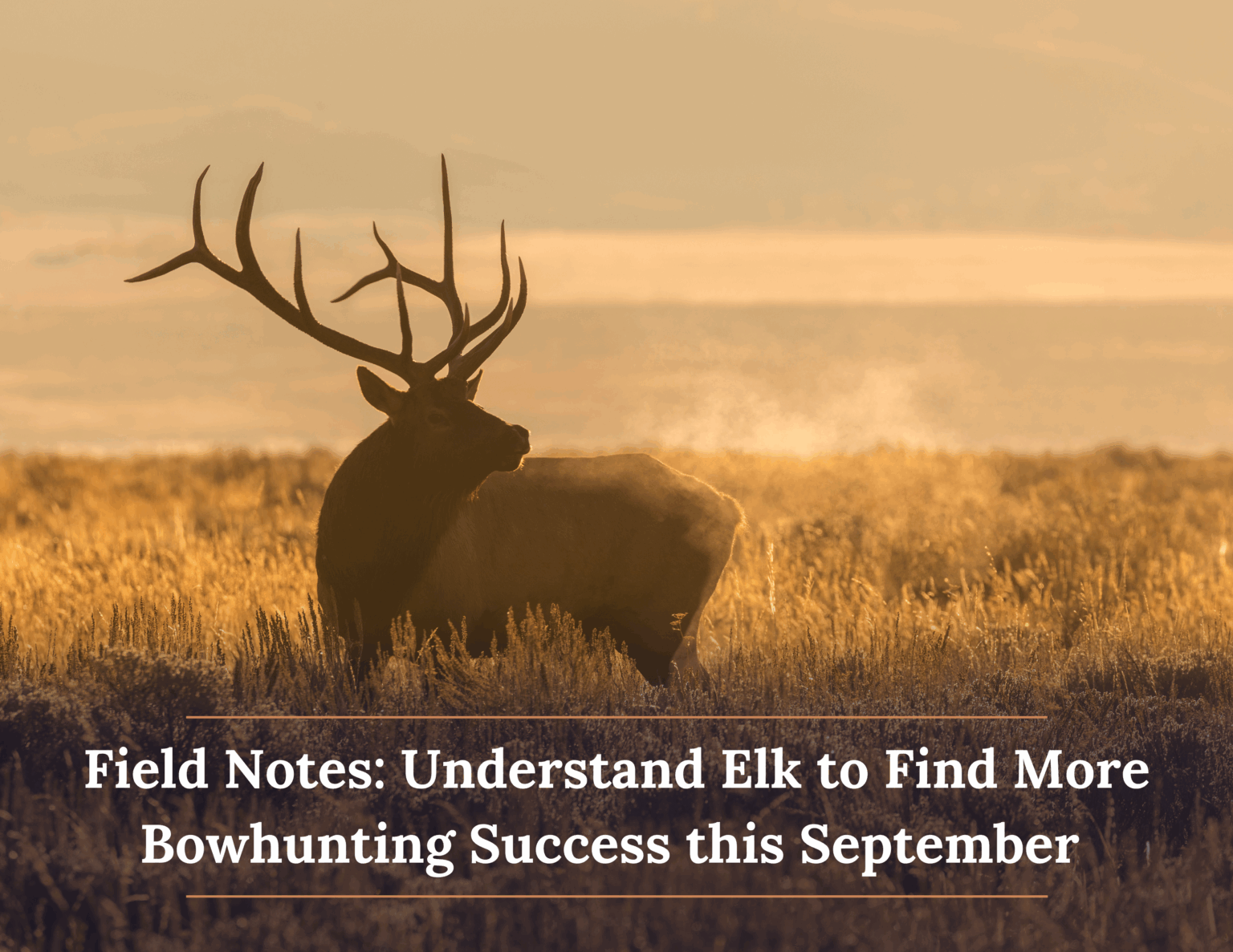Read the Room: Understand Elk to Find More Bowhunting Success this ...